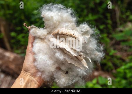 Hand holding fibers of dehisced fruit of Cotton tree or Kapok (Ceiba ...