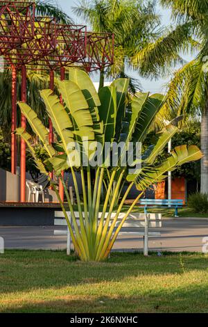 Traveller's Palm (Ravenala madagascariensis), Plantae, Madagascar ...