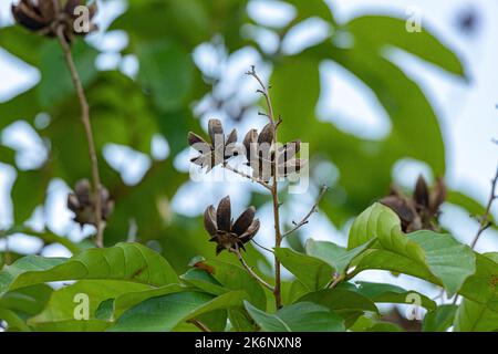 Giant Crape-Myrtle Tree of the species Lagerstroemia speciosa Stock ...