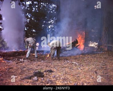 Photograph - Operation Fire Fly. Photograph - Operation Fire Fly ...
