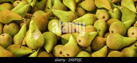 bitten pear and fresh pears in woman hands in garden. farmer checks ...