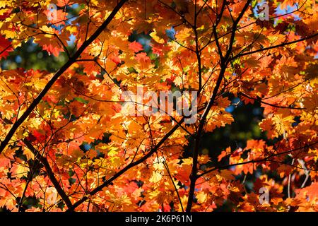 15 October 2022: Maple leaves backlit in the morning sunshine Stock ...