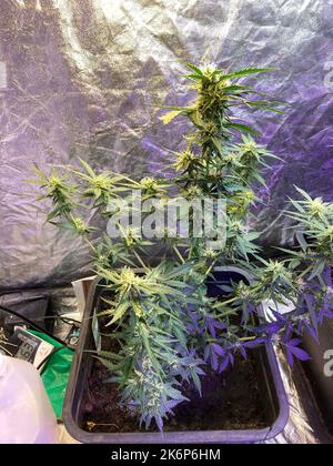 colour image of a female cannabis plant, Cannabis sativa, in a home ...