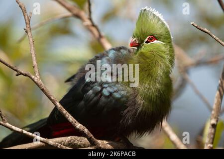 Knysna turaco, Knysna lourie (Tauraco corythaix), in flight, South ...