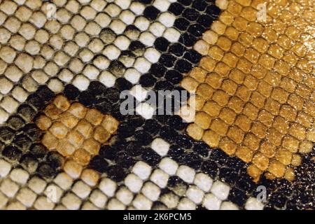 detail of snakeskin for the creation of fashion accessories Stock Photo ...