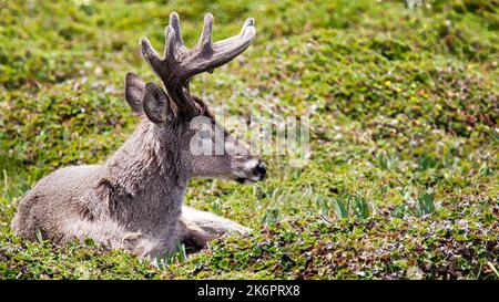 Whitetail deer, Antisana reserve, Ecuador Stock Photo - Alamy