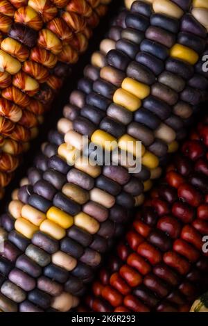 Color corn cobs close up Stock Photo - Alamy