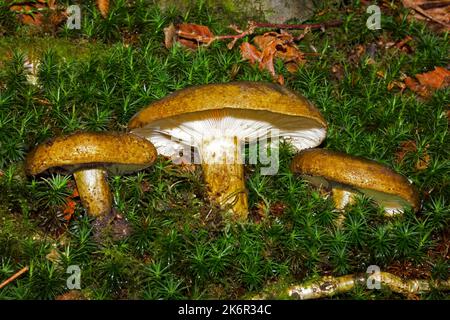 Lactarius turpis (ugly milk-cap) occurs in Europe and Siberia ...