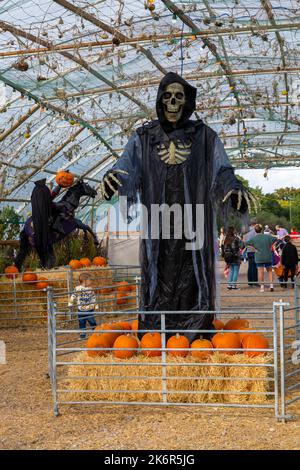 Totton, Hampshire, UK. 15th October 2022. Thousands visit Sunnyfields ...