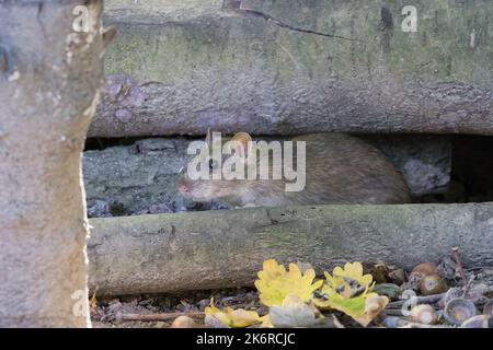 Brown Rat nesting in some old logs Stock Photo - Alamy