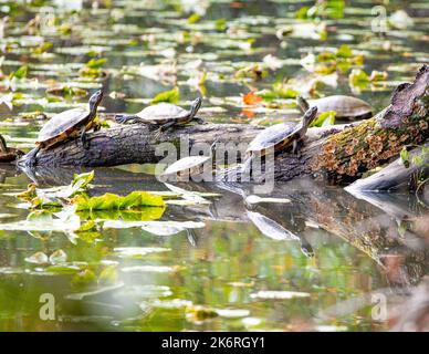 Birds, Nature, Turtles Stock Photo - Alamy