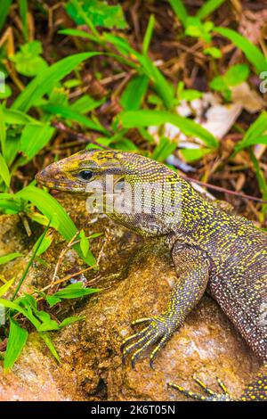 Lizards geckos iguanas reptiles in thai nature on stone rock and branch ...