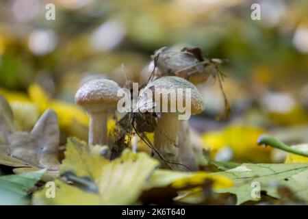 Boletus mushrooms on green moss. Selective focus Stock Photo - Alamy