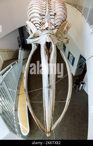 Bowhead whale skeleton (Balaena mysticetus) and blue whale model ...