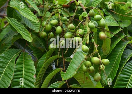 Matoa fruits (Pometia pinnata) hanging on the tree, native fruit from ...