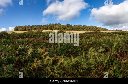 Oaker Coppice at Bricher Common, Herefordshire. Trees used to be ...