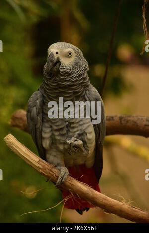 Amazon grey parrot standing on one foot on a wood perch Stock Photo - Alamy
