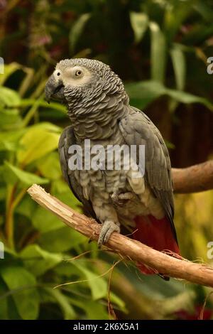Amazon grey parrot standing on one foot on a wood perch Stock Photo - Alamy