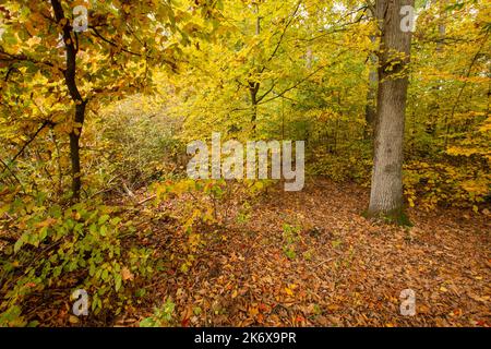 Autumn multicolored wild forest on a sunny warm fall day Stock Photo ...