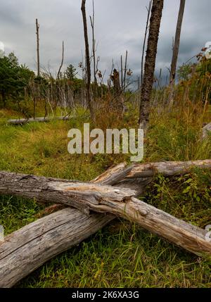 Dead trees in a Maine bog in early fall Stock Photo - Alamy