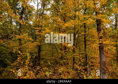 Autumn multicolored wild forest on a sunny warm fall day Stock Photo ...