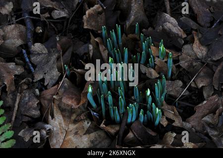 Snowdrop buds pushing up through leaf litter Stock Photo - Alamy