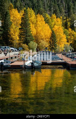 Fall colors pop in the eastern Sierra of Mono County, CA, such as these ...