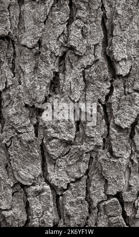 Choke Cherry. Choke Cherry Stock Photo - Alamy