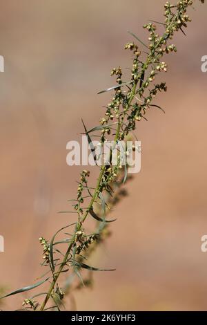 Yellow flowering racemose disciform head inflorescences Artemisia ...