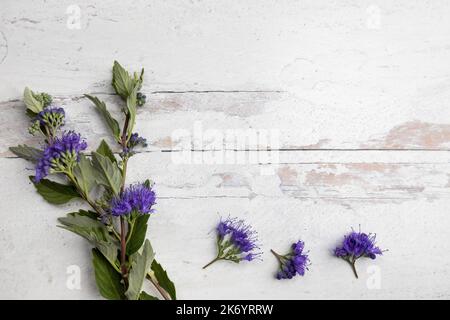 Caryopteris blooms with leaves - studio lay flat - on white washed wood ...