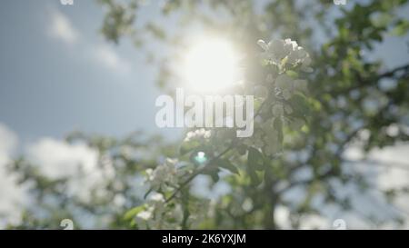 Slow motion gimbal shot of white apple tree blossom in late sprink or ...