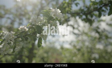 Slow motion gimbal shot of white apple tree blossom in late sprink or ...