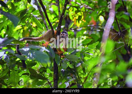 Spider Monkey, Ateles Geoffroi, mother and baby endangered, in tropical ...