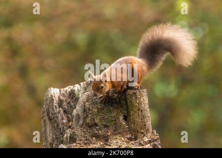 red squirrel running around looking for nuts to eat taken on brownsea ...