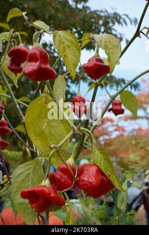 red peppers grown in garden and pumpkin in season - england Stock Photo ...