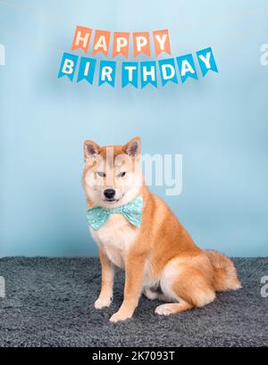 Red 6 month old shiba inu puppy is standing on fallen autumn leaves at ...