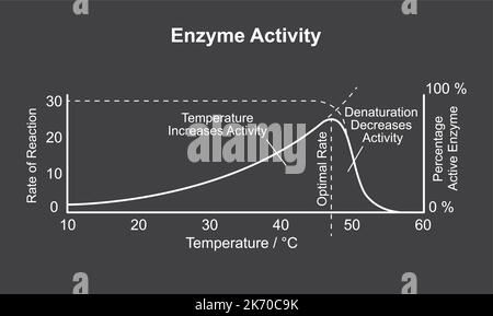 Scientific Designing of Enzyme Activity Curve. Colorful Symbols. Vector ...