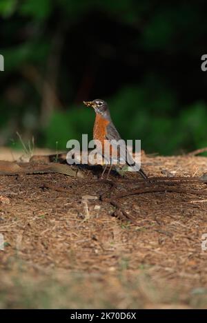American Red Robin finding a kill Stock Photo - Alamy