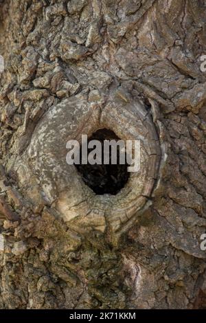 Detail of Gnarly Tree Bark Vertical Background Image Stock Photo - Alamy