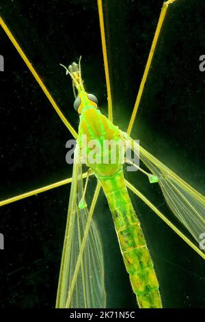 Cranefly (Diptera) halteres used for balance during flight Stock Photo ...