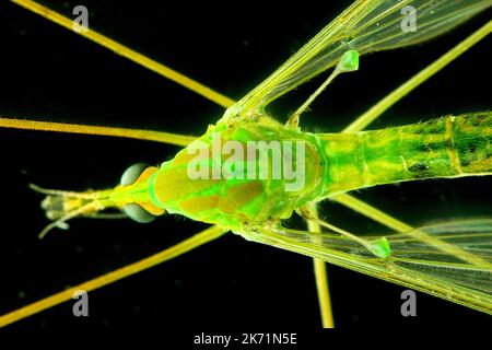 Cranefly (Diptera) halteres used for balance during flight Stock Photo ...