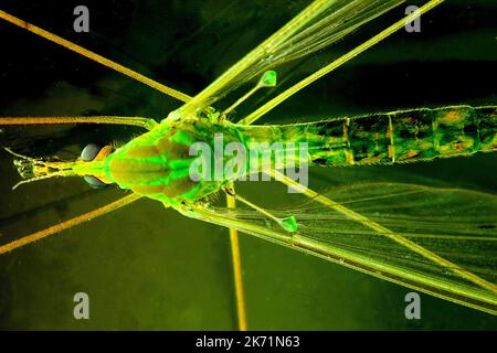 Cranefly (Diptera) halteres used for balance during flight Stock Photo ...