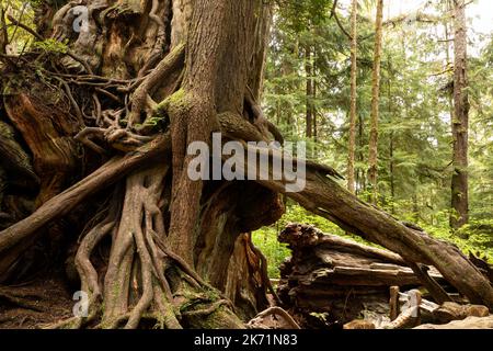 An old Western Red Cedar tree and forest in the North Cascades of ...