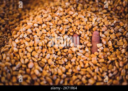 Hand buried and entrapped in the top layer of corn in a grain storage ...