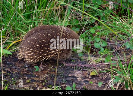 An Australian spiny ant eater, the echidna in a suburban garden in ...