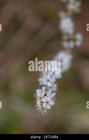 Prunus spinosa flower growing in meadow, close up Stock Photo - Alamy