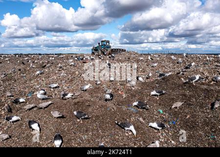 bulldozer working on landfill with birds in the sky Stock Photo - Alamy