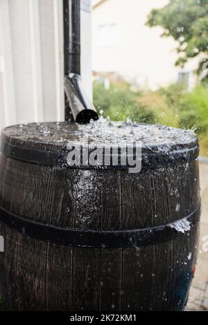 Barrel collecting rainwater in garden Stock Photo - Alamy