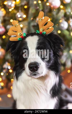 dog with deer horns decoration under the christmas tree at home, Beagle ...