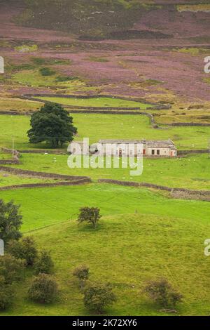 Swaledale farm under Harkerside Moor, in the Yorkshire Dales, UK Stock ...